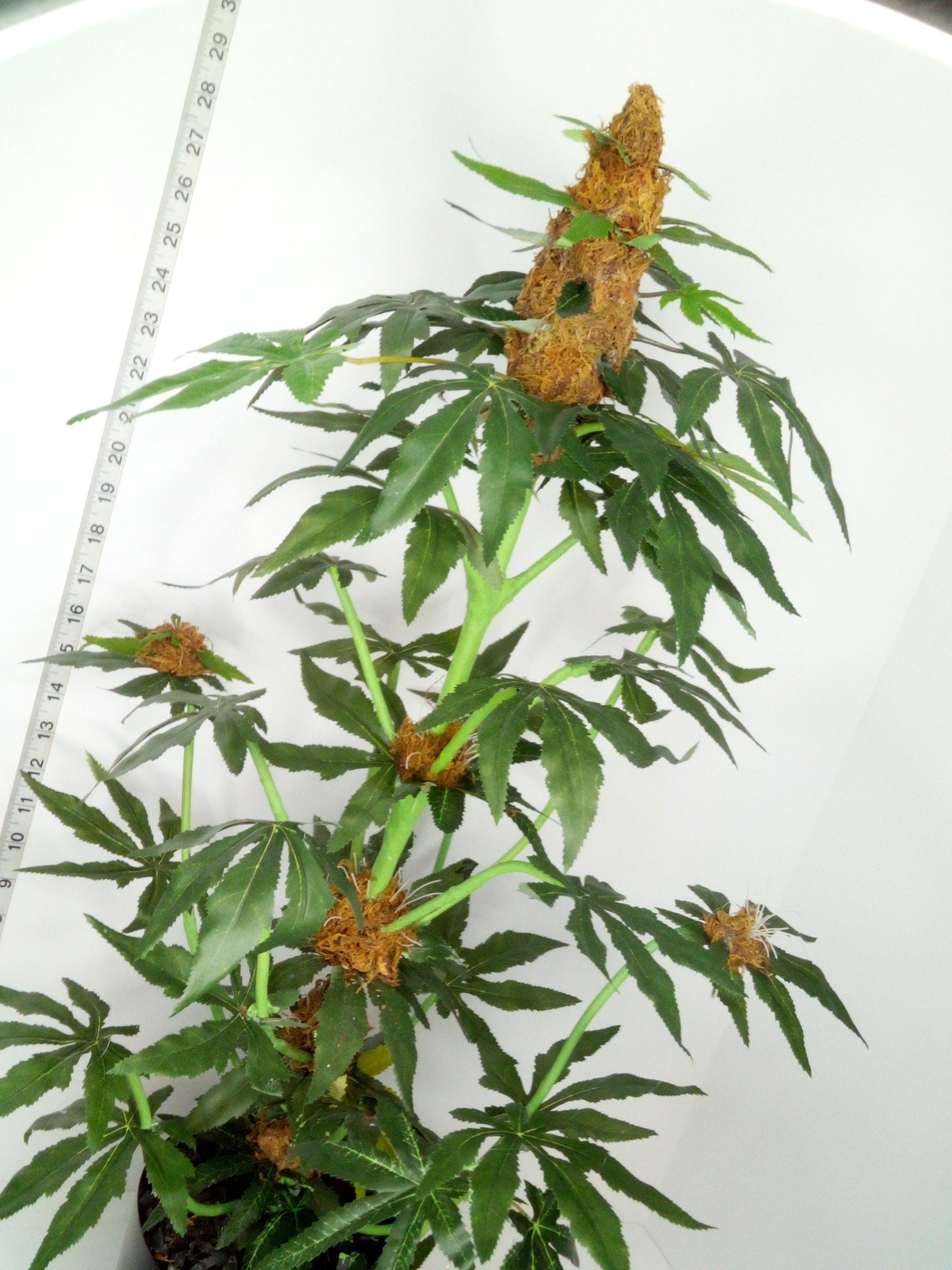 30" Artificial Marijuana Plant - Fake Weed Cannabis Hemp (420) Decorat ...